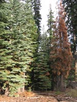 Tree Deaths Double across the West -- Environmental Protection