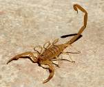 Scorpion Stings Doubly Painful -- Environmental Protection