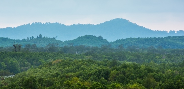Reducing Deforestation a Success -- Environmental Protection