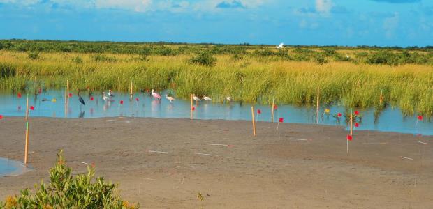 Study Warns of Big Impacts to Coastal Wetlands -- Environmental Protection