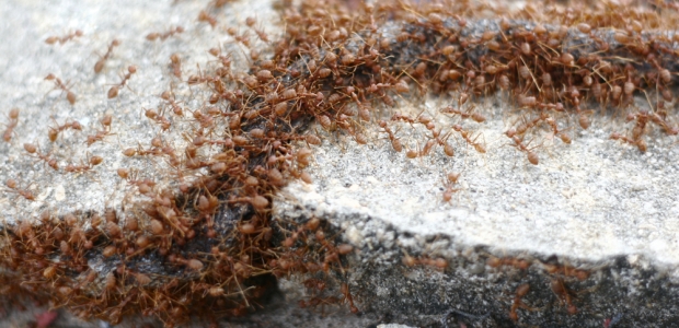 USDA Develops Rapid Test for Imported Red Fire Ants -- Environmental ...
