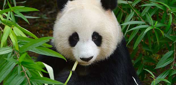 China to Build $1.5 Billion Area for Panda Conservation ...