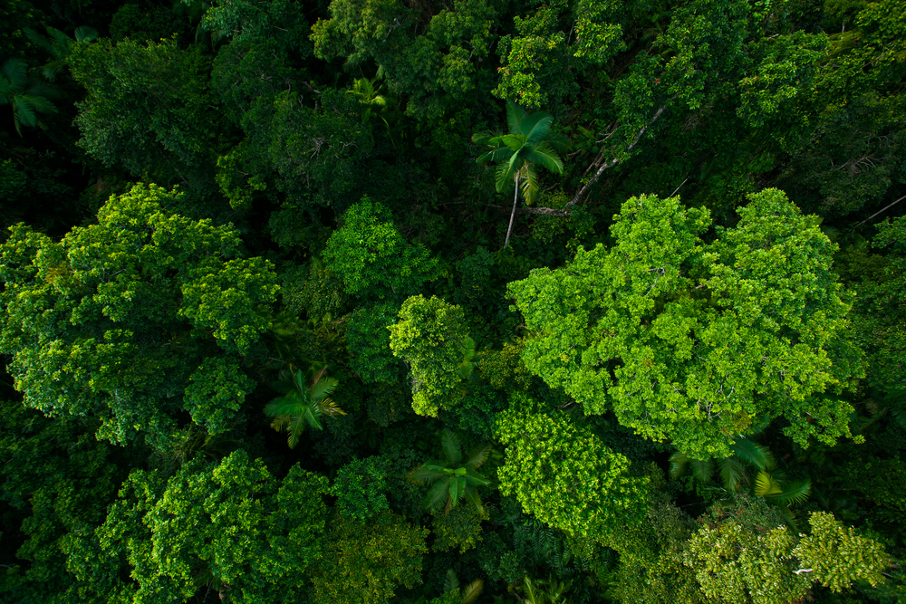 The Sustainable Forest Cooperative: HP Inc. and WWF Plan to Protect ...
